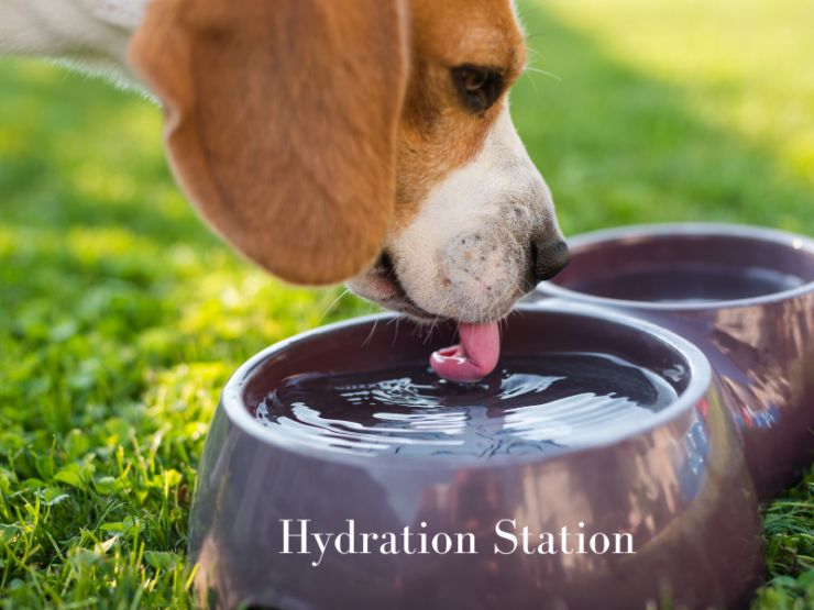 Healthy Hydration: Keeping Your Dog Hydrated as Temperatures Rise – Our ...